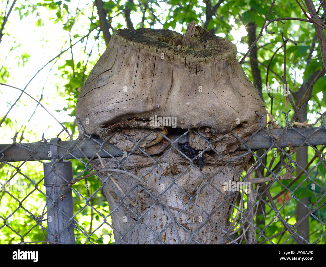 Accidental arborsculpture hi-res stock photography and images - Alamy
