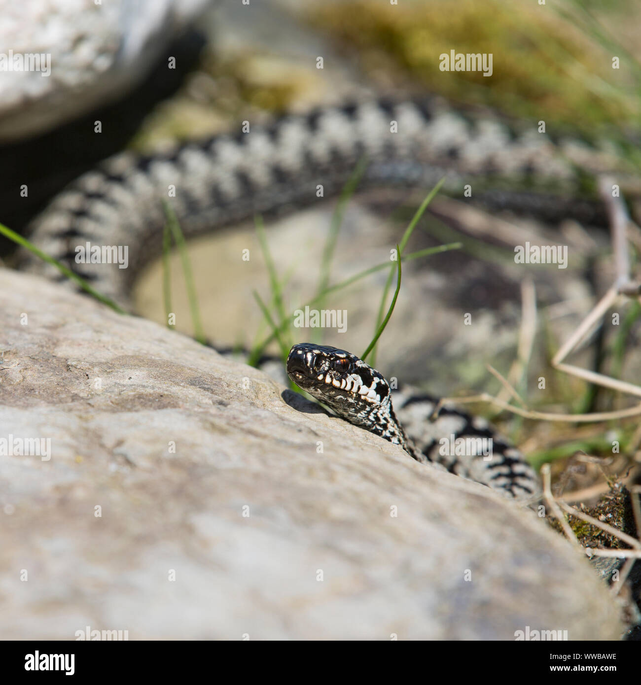 Basking snake hi-res stock photography and images - Alamy