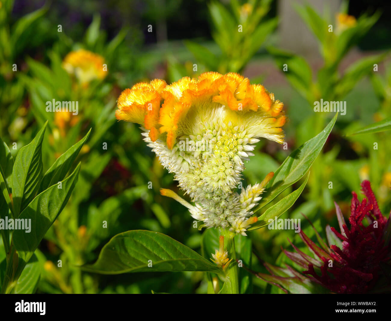 Bright yellow Cockscomb (Celosia cristata) flowers and green leaves in ...