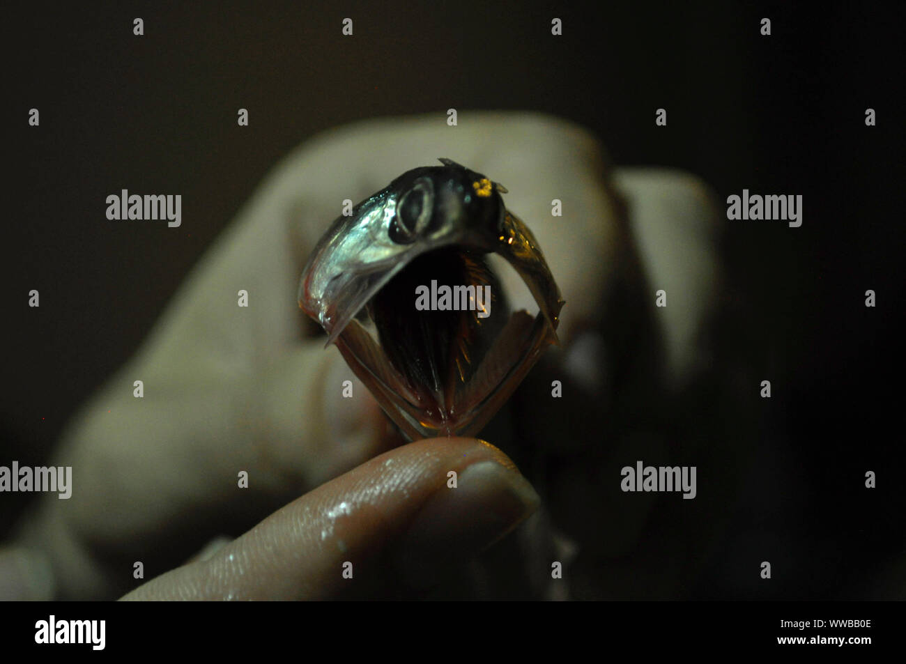hand holding a death fish and opening the mouth with a wet finger. The ...