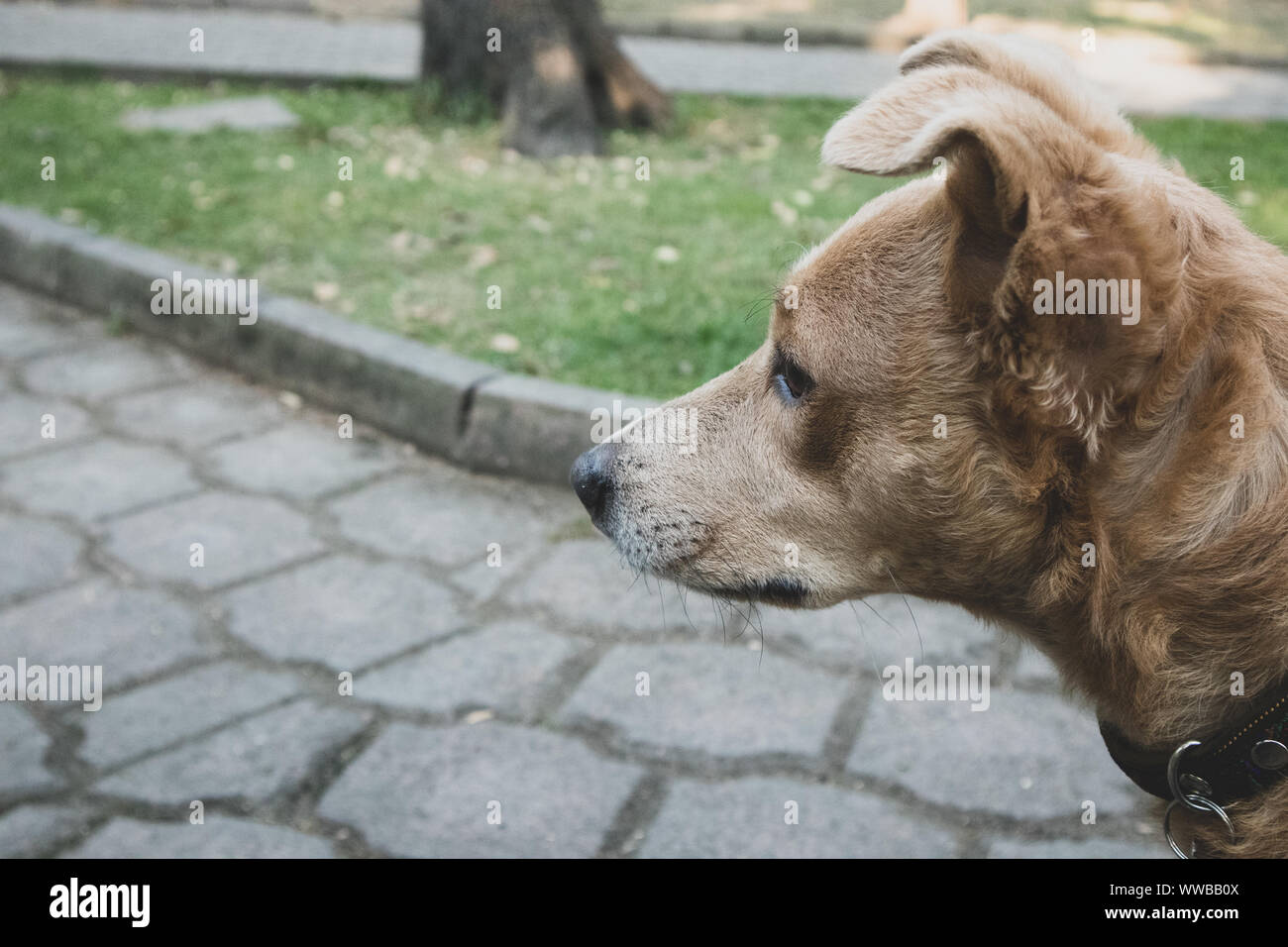 Profile of dog High Resolution Stock Photography and Images - Alamy