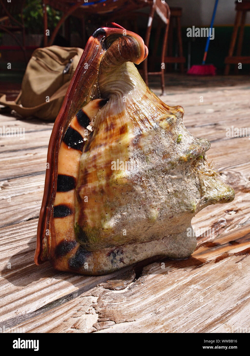 King helmet conch hi-res stock photography and images - Alamy