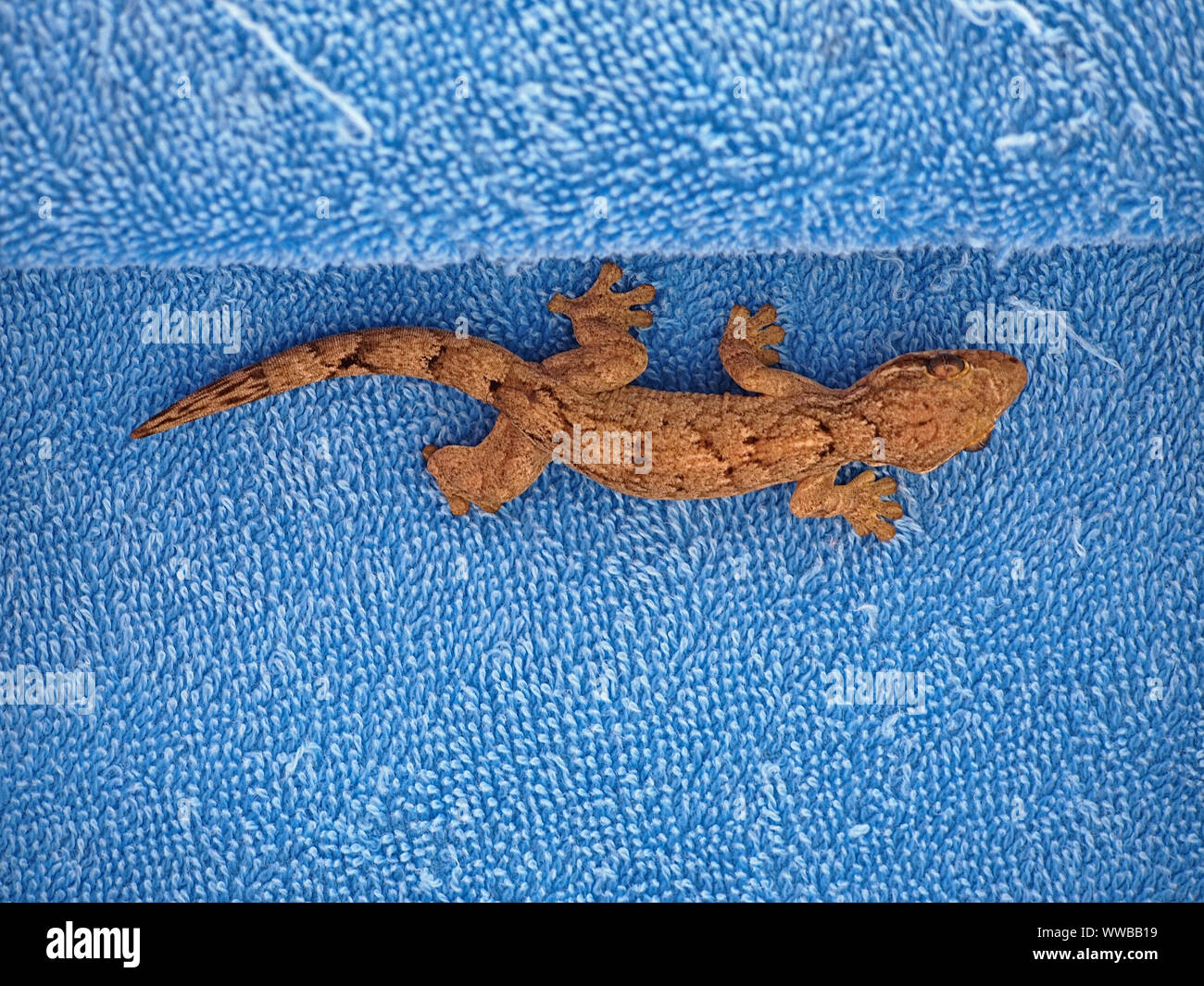 Tropical house gecko (Hemidactylus mabouia) caught sunning itself on a ...