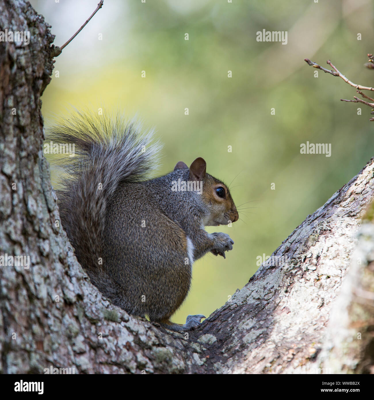 Grey Squirrel [ Sciurus carolinensis ] in tree Stock Photo - Alamy