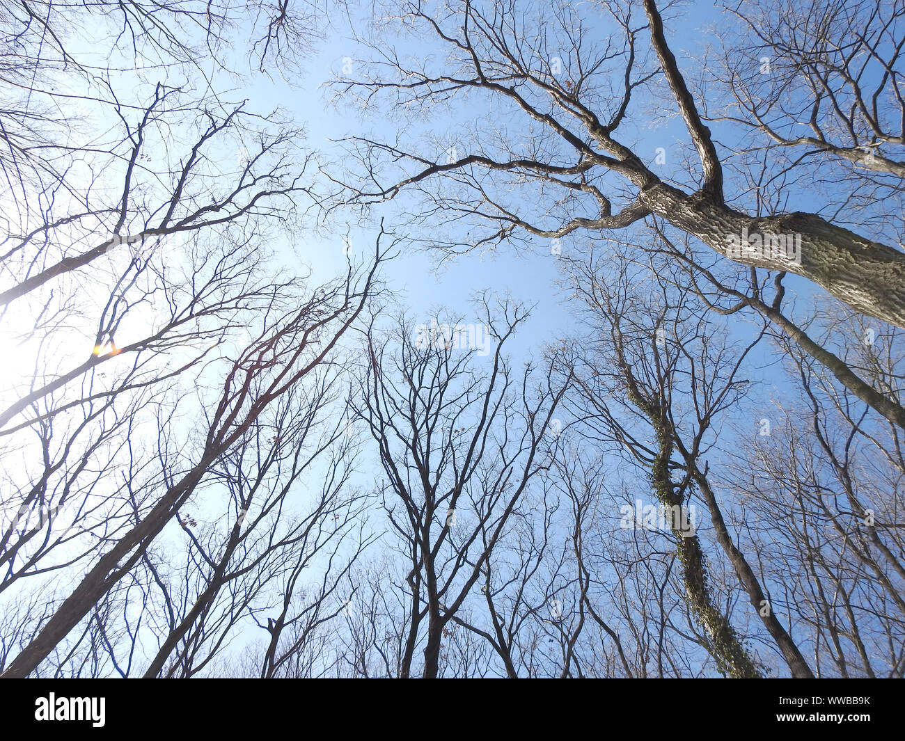 Winter withered trees and sky Stock Photo - Alamy
