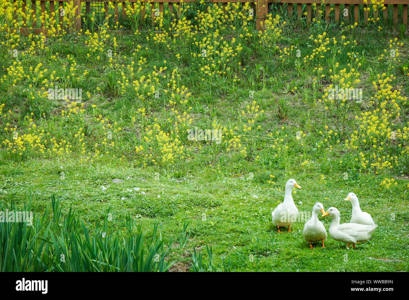 Multiple ducks in the grass Stock Photo - Alamy