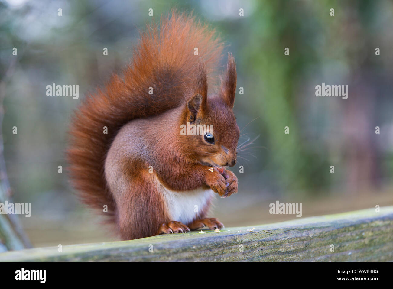 Escot park hi-res stock photography and images - Alamy