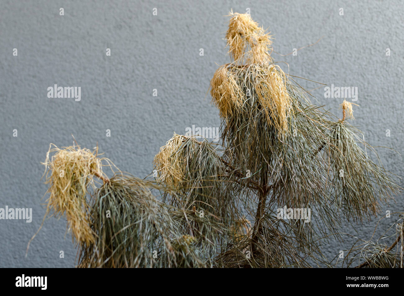 Dried himalayan pine in the pot against grey wall background on the ...