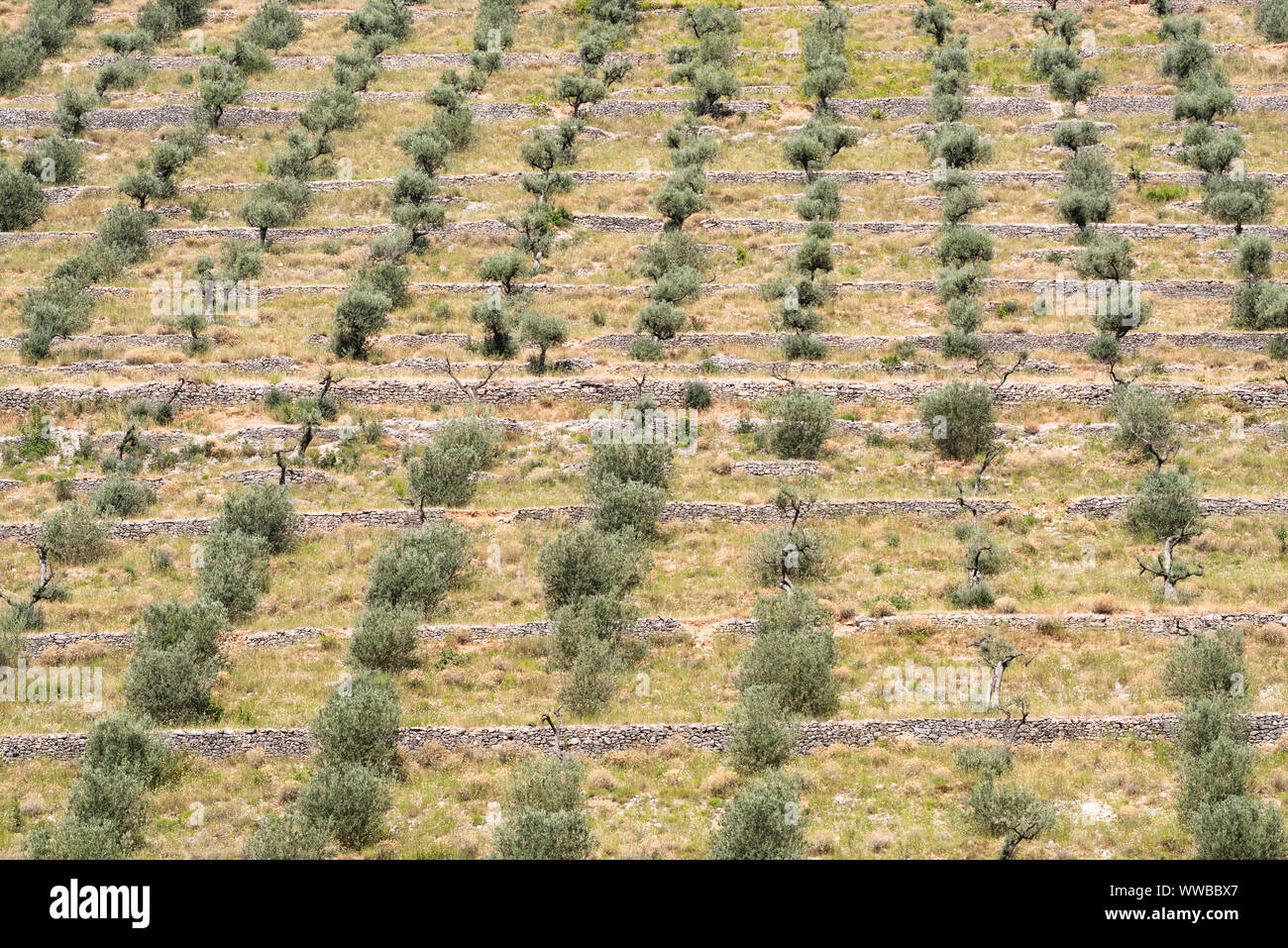 Terraces olive trees hi-res stock photography and images - Alamy