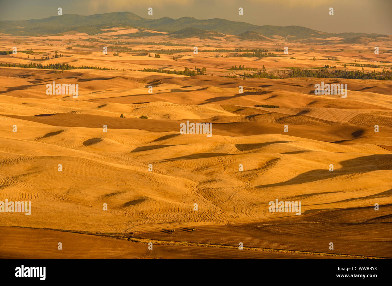 Palouse landscape in late summer from a high viewpoint, Steptoe Butte ...