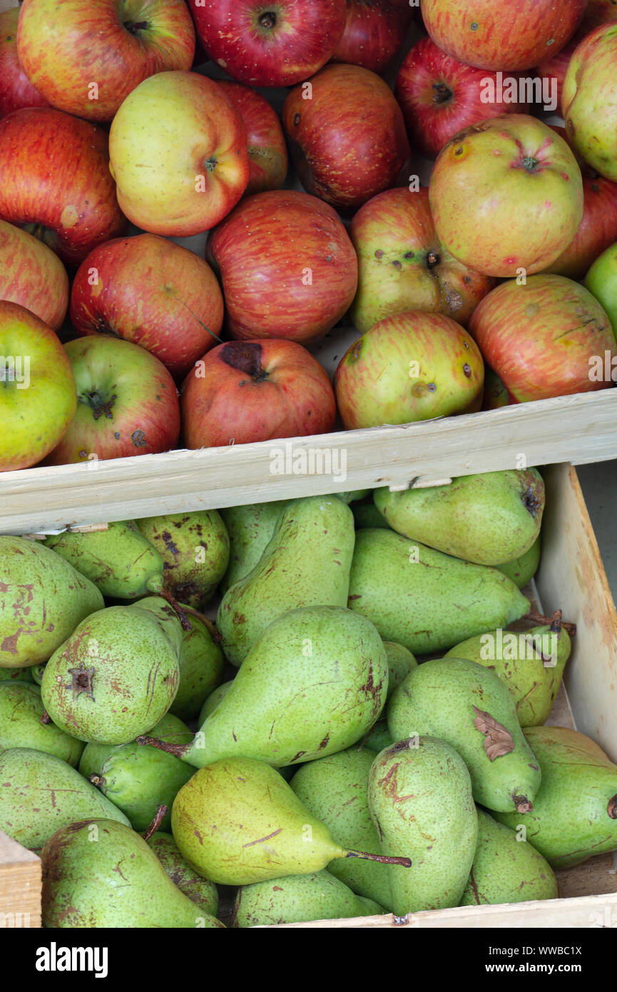 Box of pears hi-res stock photography and images - Alamy
