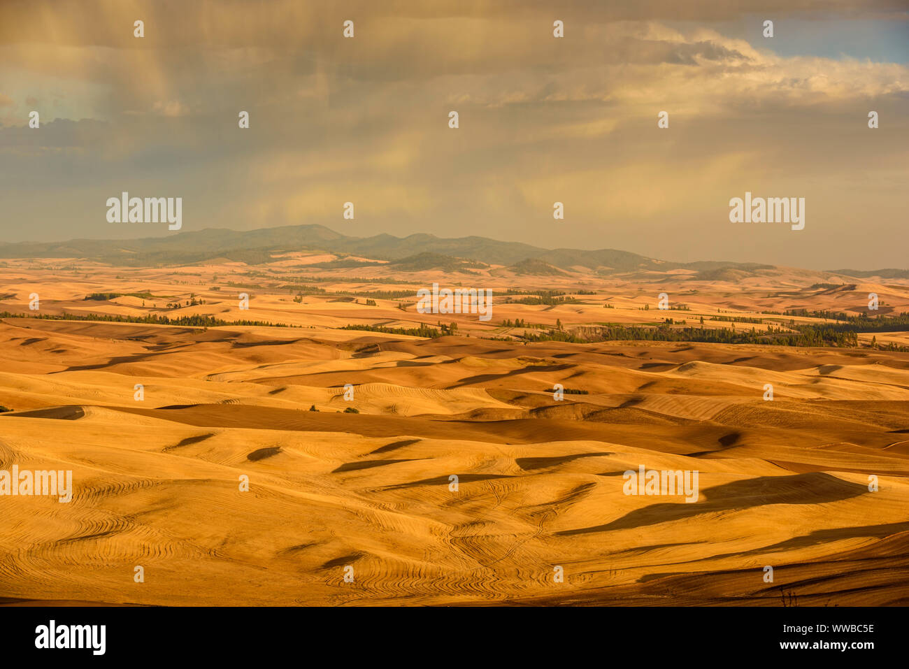 Palouse landscape in late summer from a high viewpoint, Steptoe Butte ...