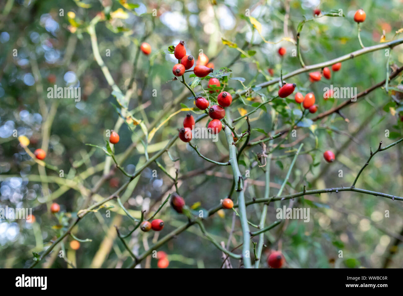 Wild rose bush hi-res stock photography and images - Alamy