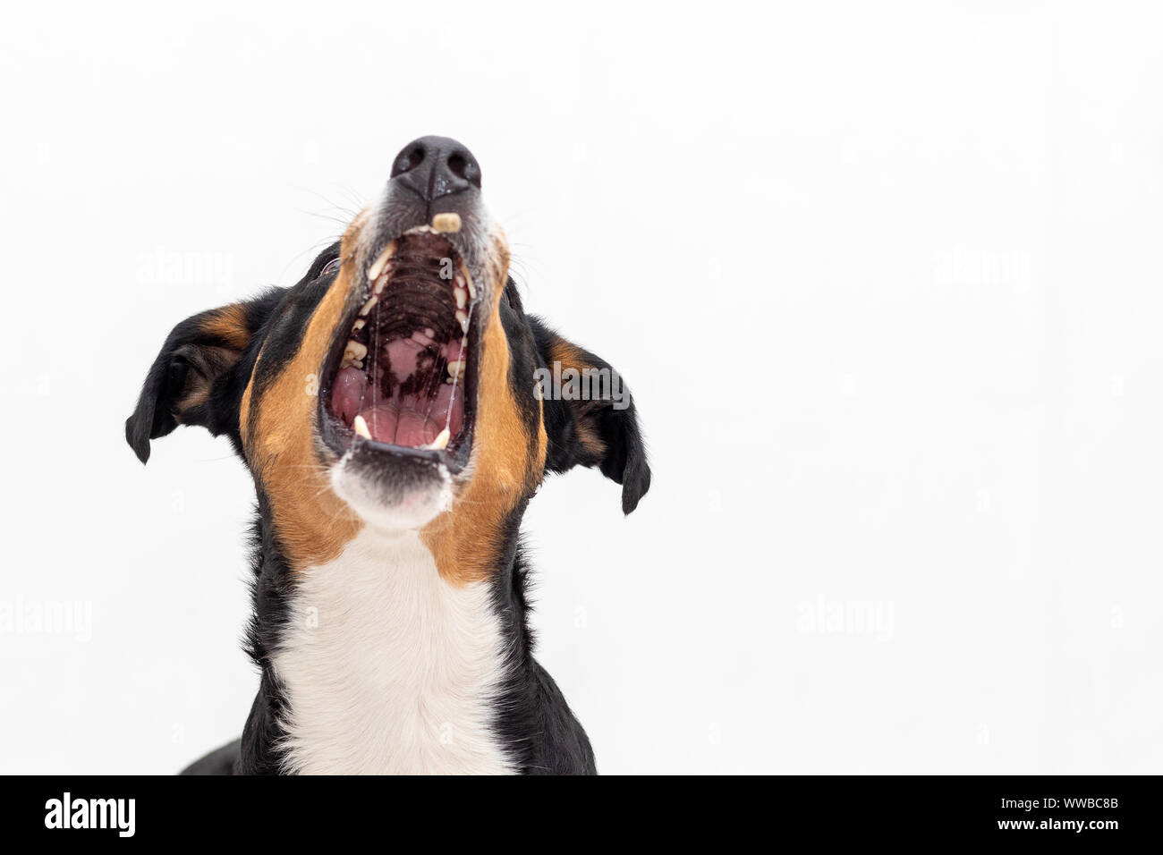Portrait of Funny Appenzeller mountain Dog catch treats with opened ...