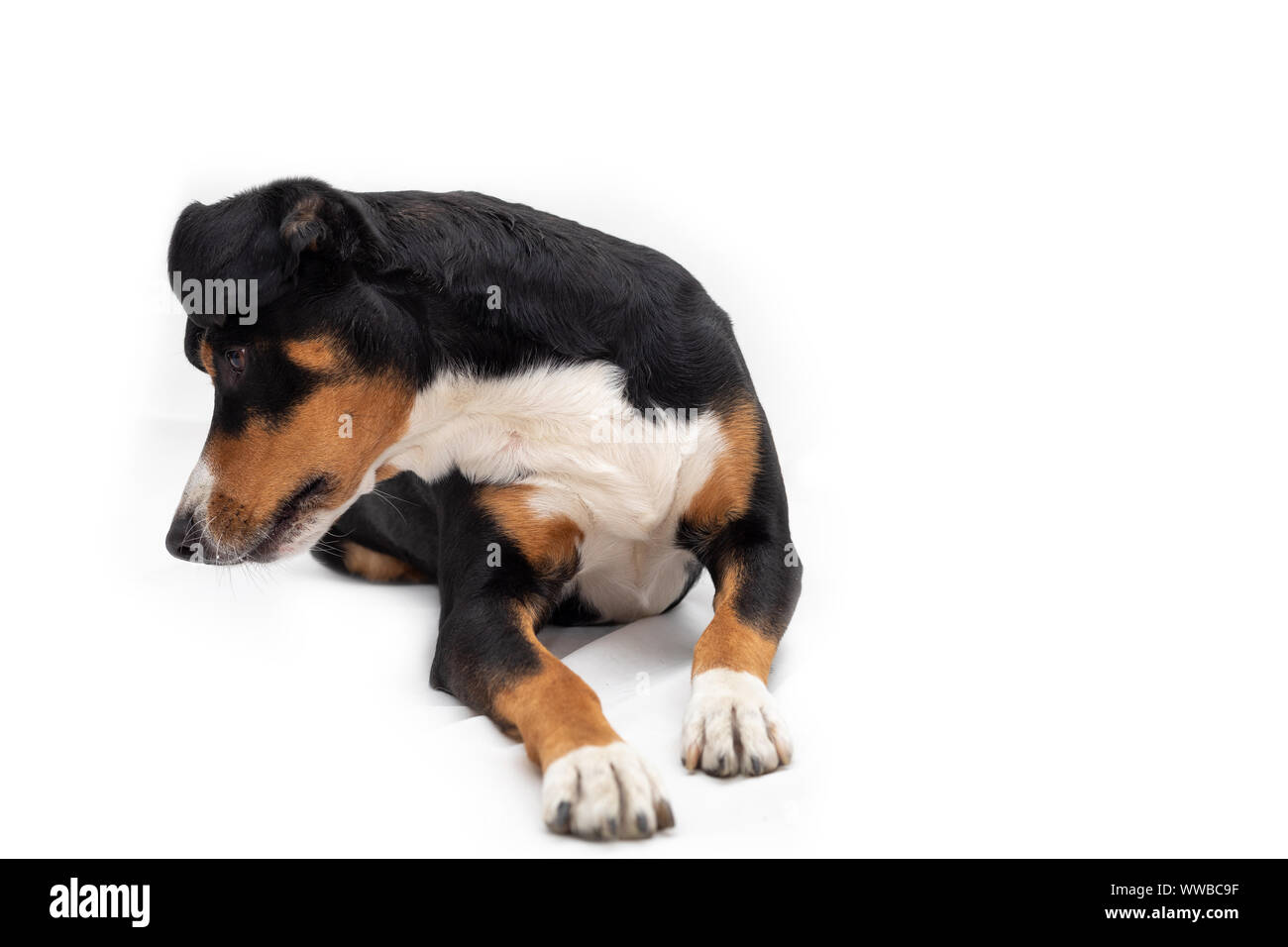 Portrait of cute dog appenzeller mountain dog, side view, looking up ...