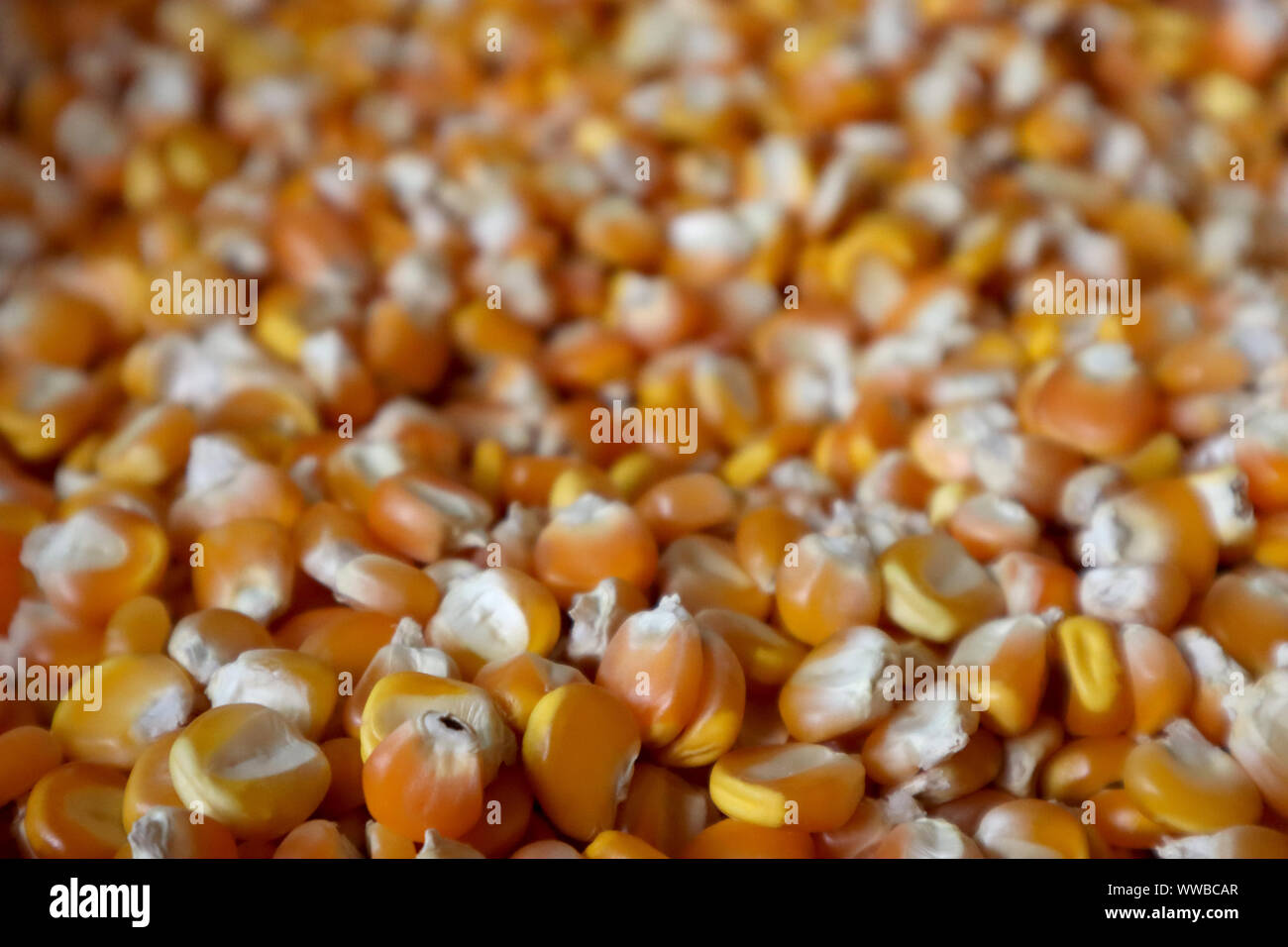 Maize kernels mexico hi-res stock photography and images - Alamy
