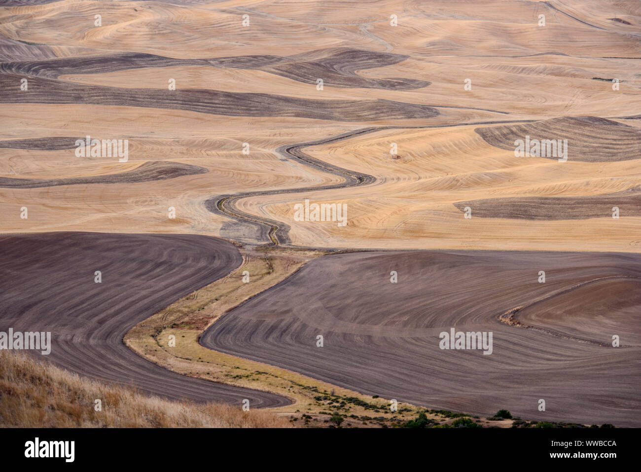 Mowing and harvest patterns in the Palouse landscape at dawn in late ...