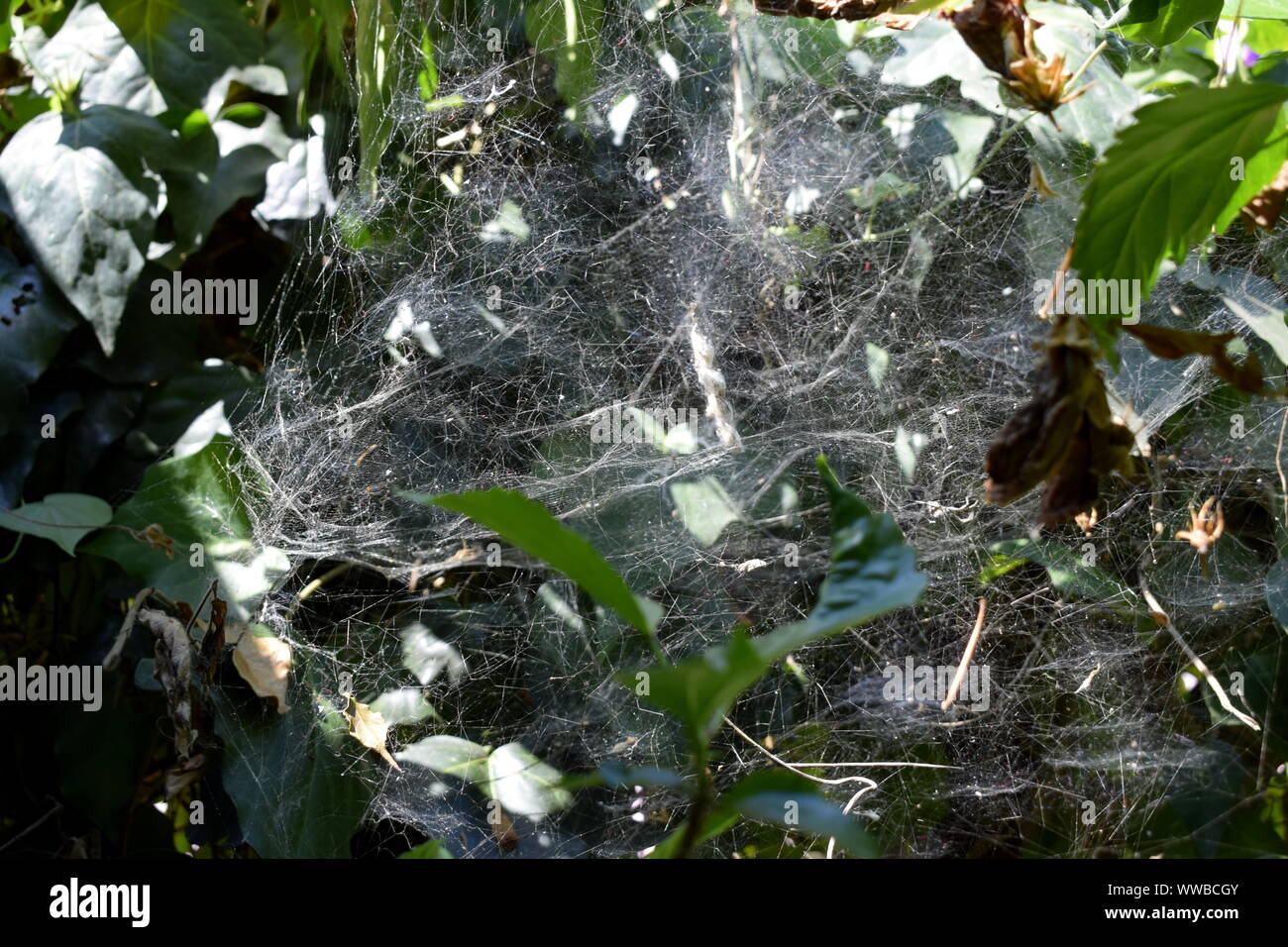spider, net, garden, plant, leaf Stock Photo - Alamy