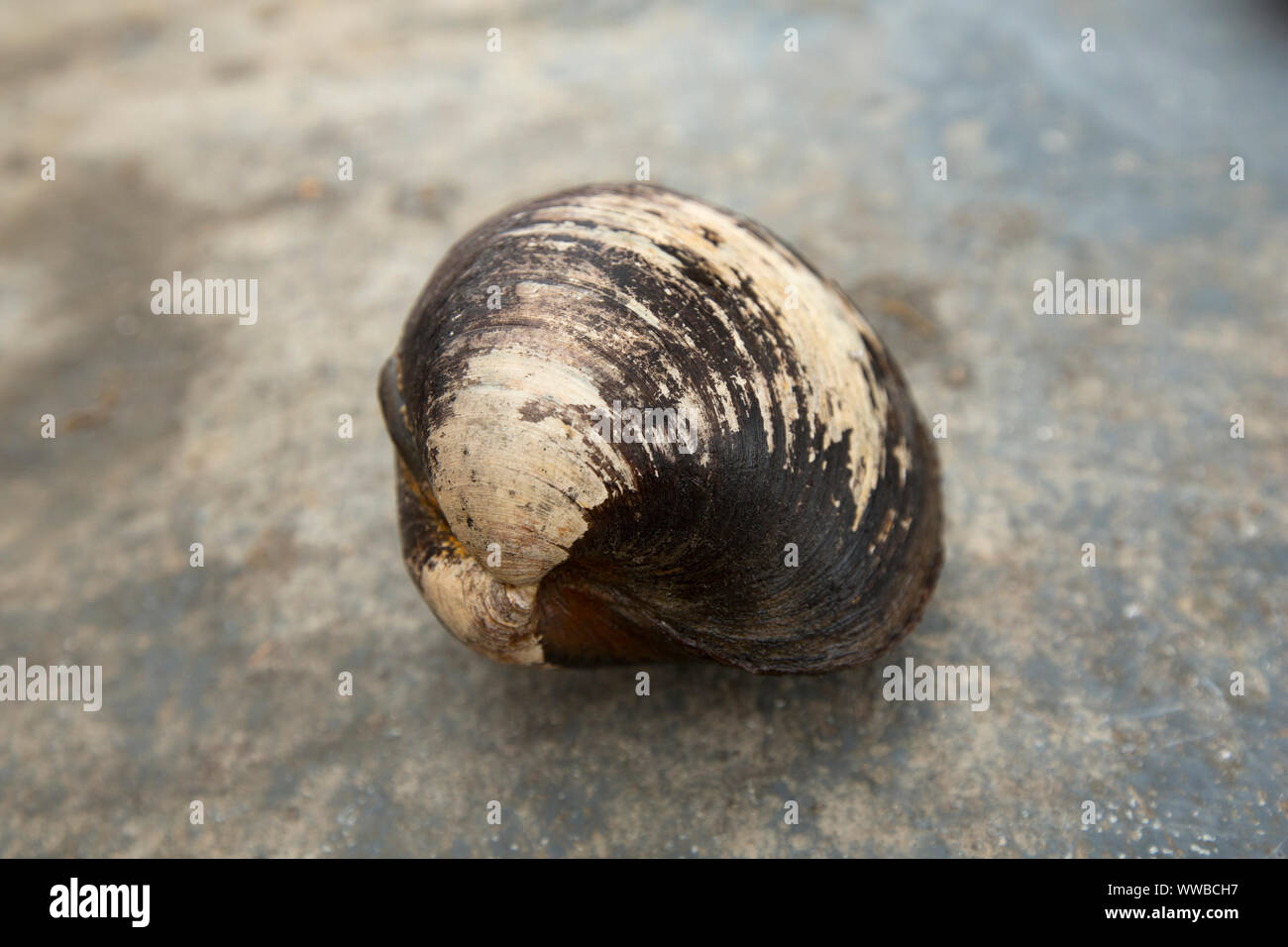Quahog clam hi-res stock photography and images - Alamy