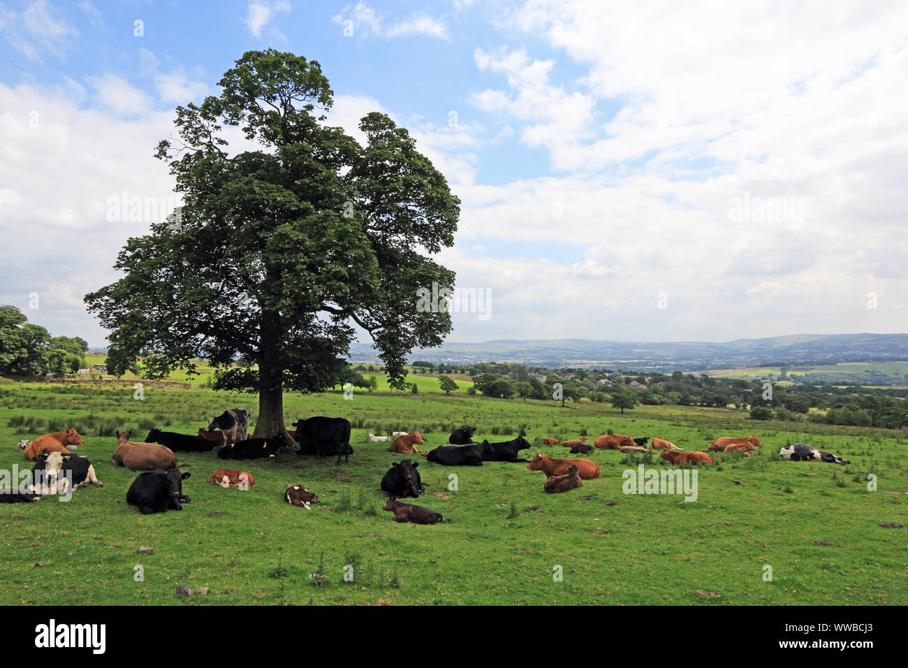 Cows resting under tree in countryside Stock Photo - Alamy