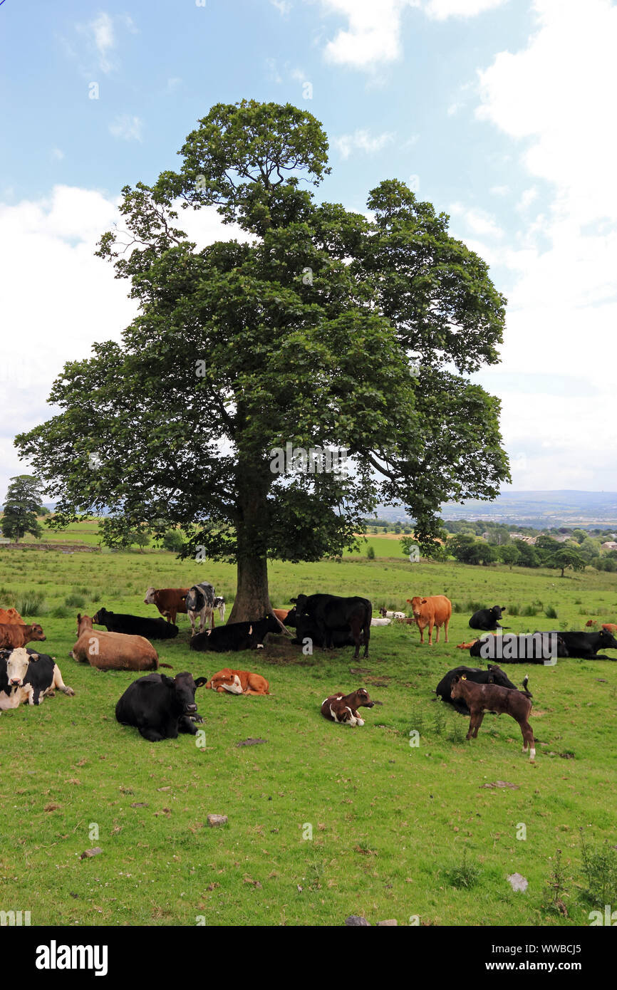 Cows resting under tree in countryside Stock Photo - Alamy