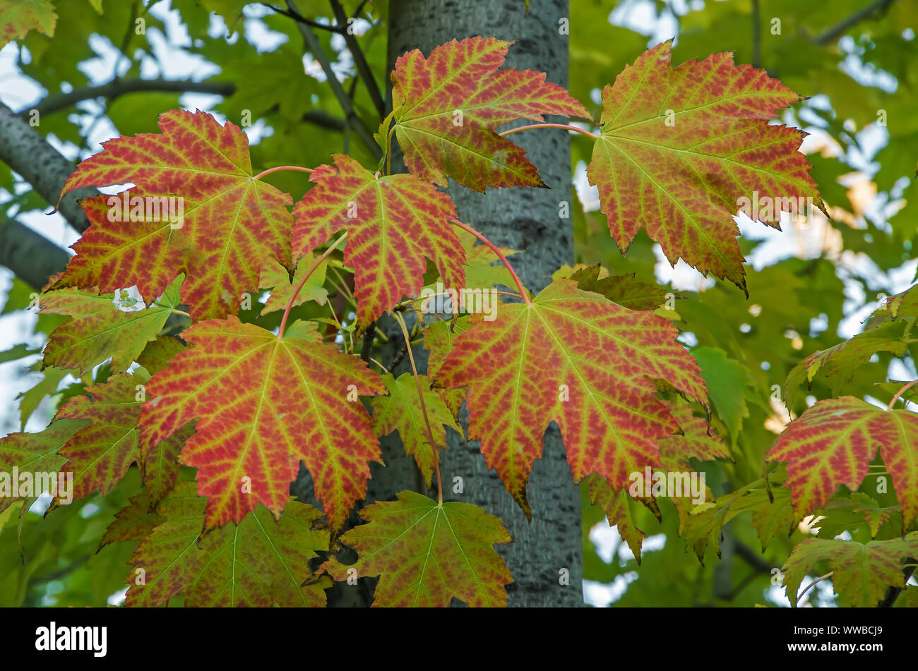 Colorful foliage on maple tree in a city park late september Stock ...