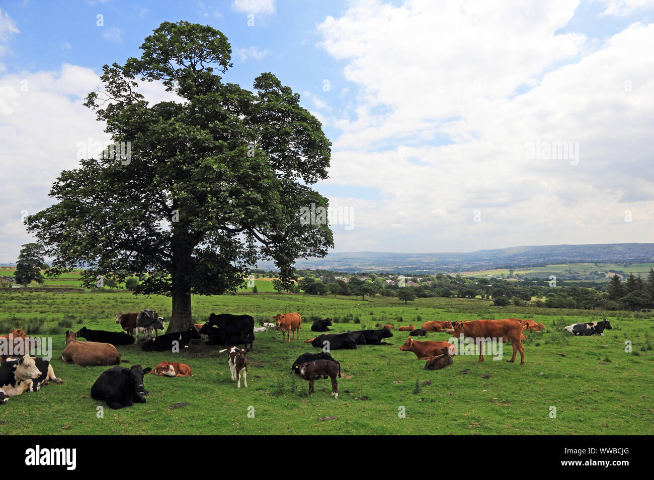 Cows resting under tree in countryside Stock Photo - Alamy