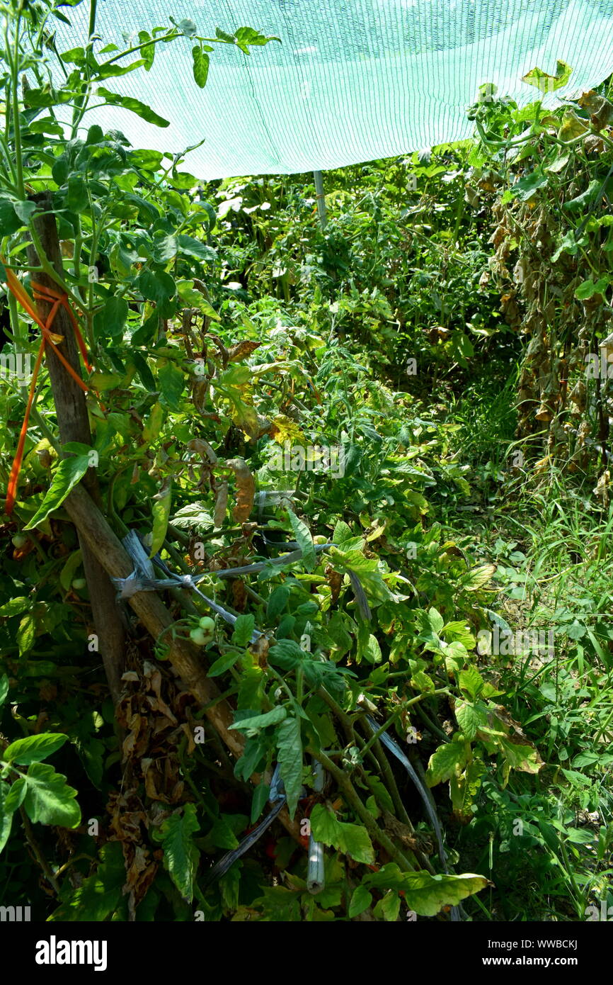 tomato, tree, garden, plant, leaf Stock Photo - Alamy