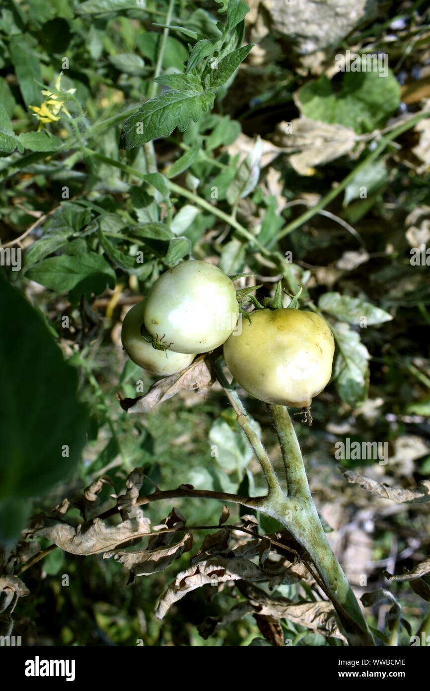 Tomato tree hi-res stock photography and images - Alamy