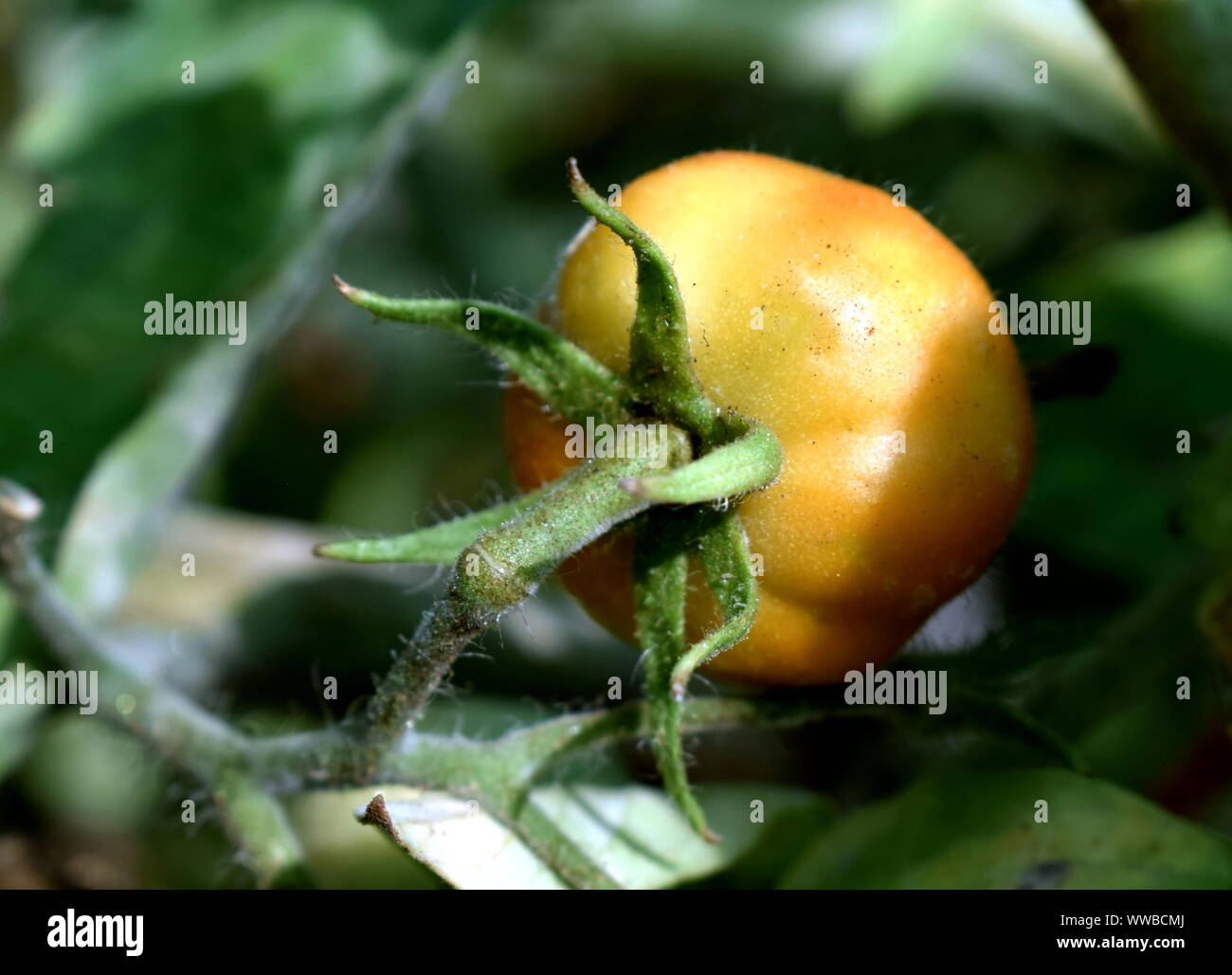 tomato, tree, garden, plant, leaf Stock Photo - Alamy