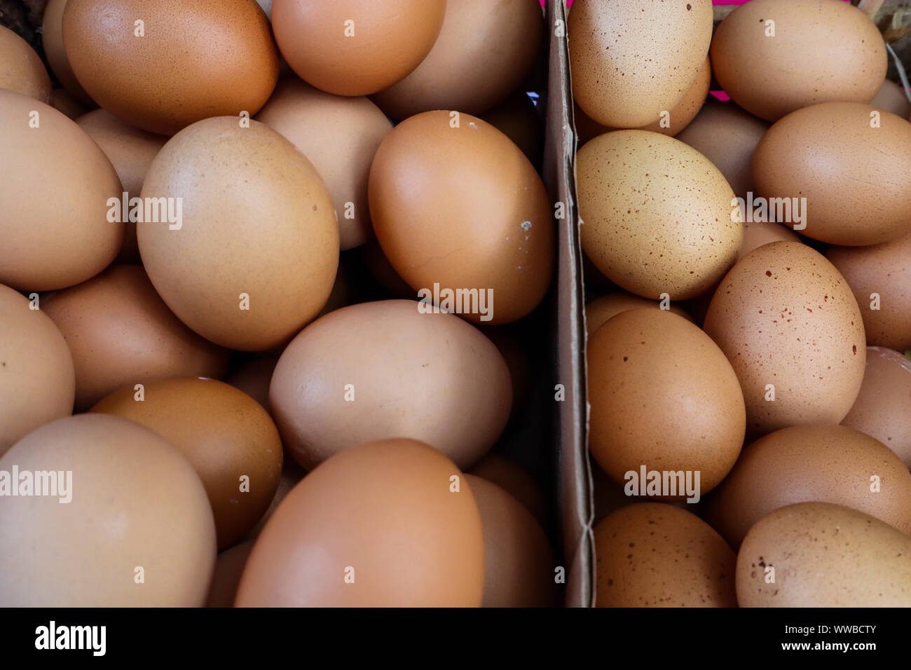 Double Yolk and Single Yolk Eggs Stock Photo - Alamy