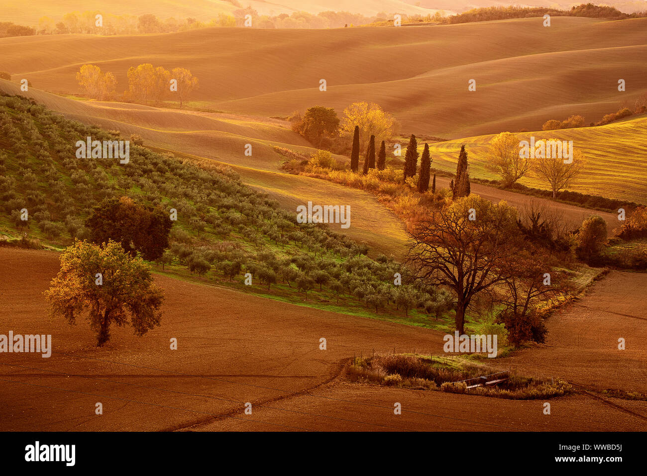 Tuscan fields and trees Stock Photo - Alamy
