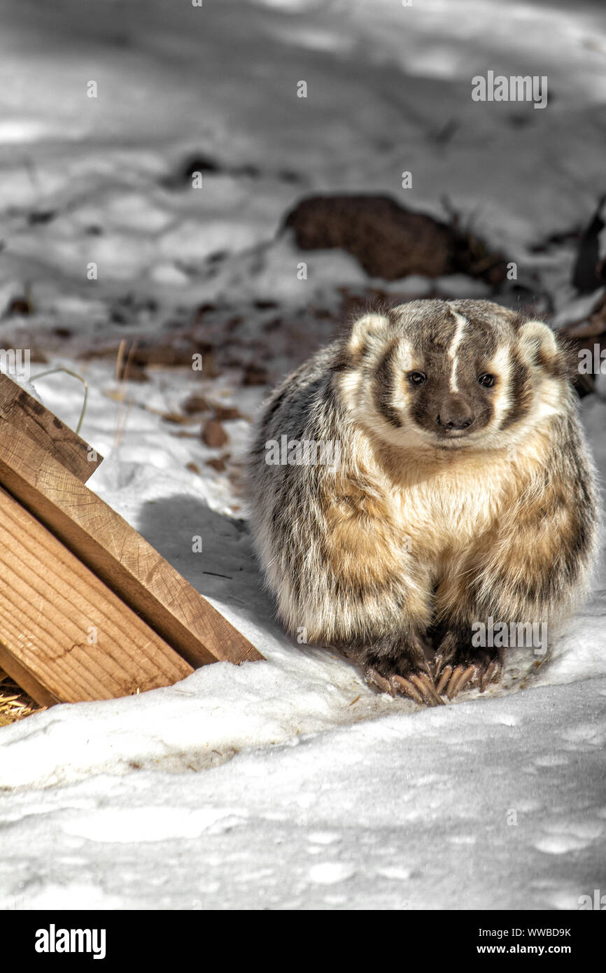 American badger in snow hi-res stock photography and images - Alamy