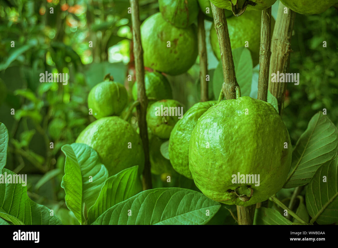 Green guava fruit hanging on tree in agriculture farm of Bangladesh in ...