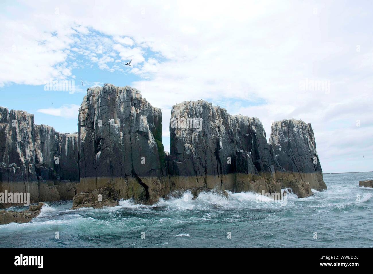 Seabirds nesting on a cliff on the Farne Islands, Northumberland, UK ...