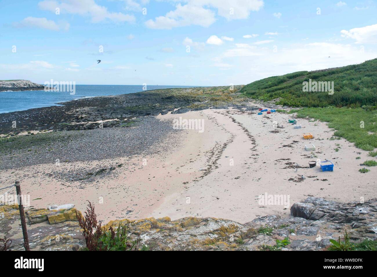 A beach on Inner Farne island, Northumberland, UK Stock Photo - Alamy
