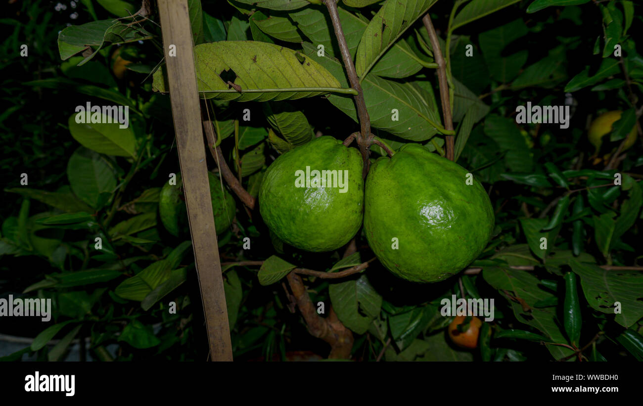 Young green guava fruit on the guava tree. The guava fruit is green and ...