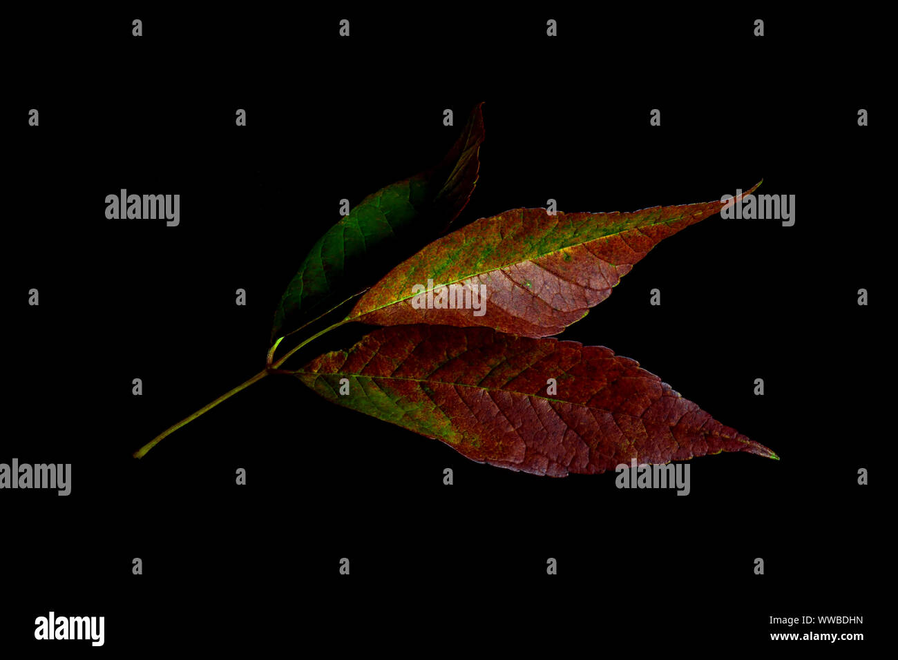 Black ash leaves hi-res stock photography and images - Alamy