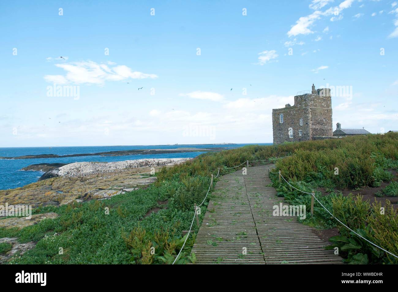 Inner farne island hi-res stock photography and images - Alamy