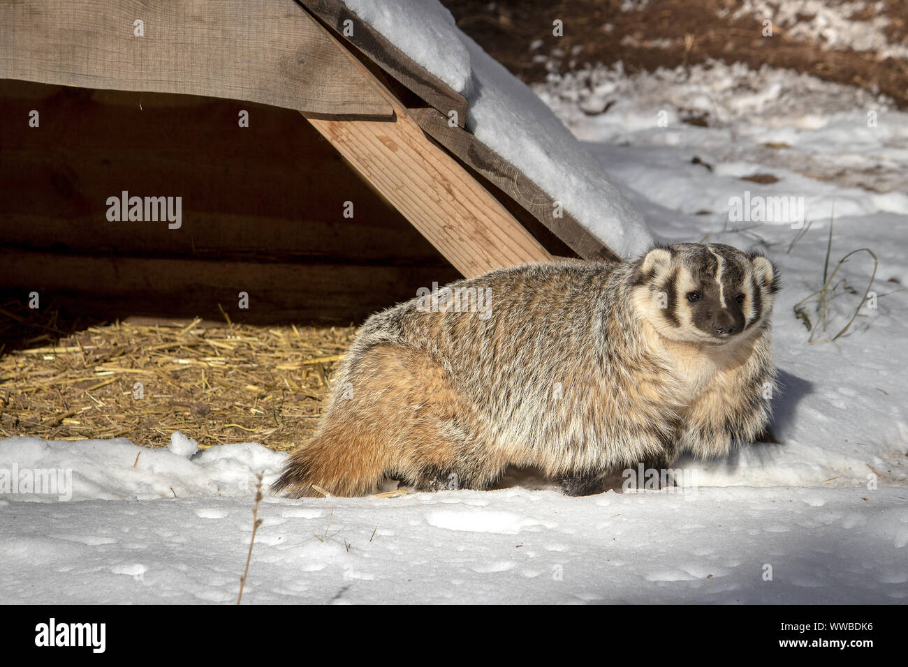American badger in snow hi-res stock photography and images - Alamy