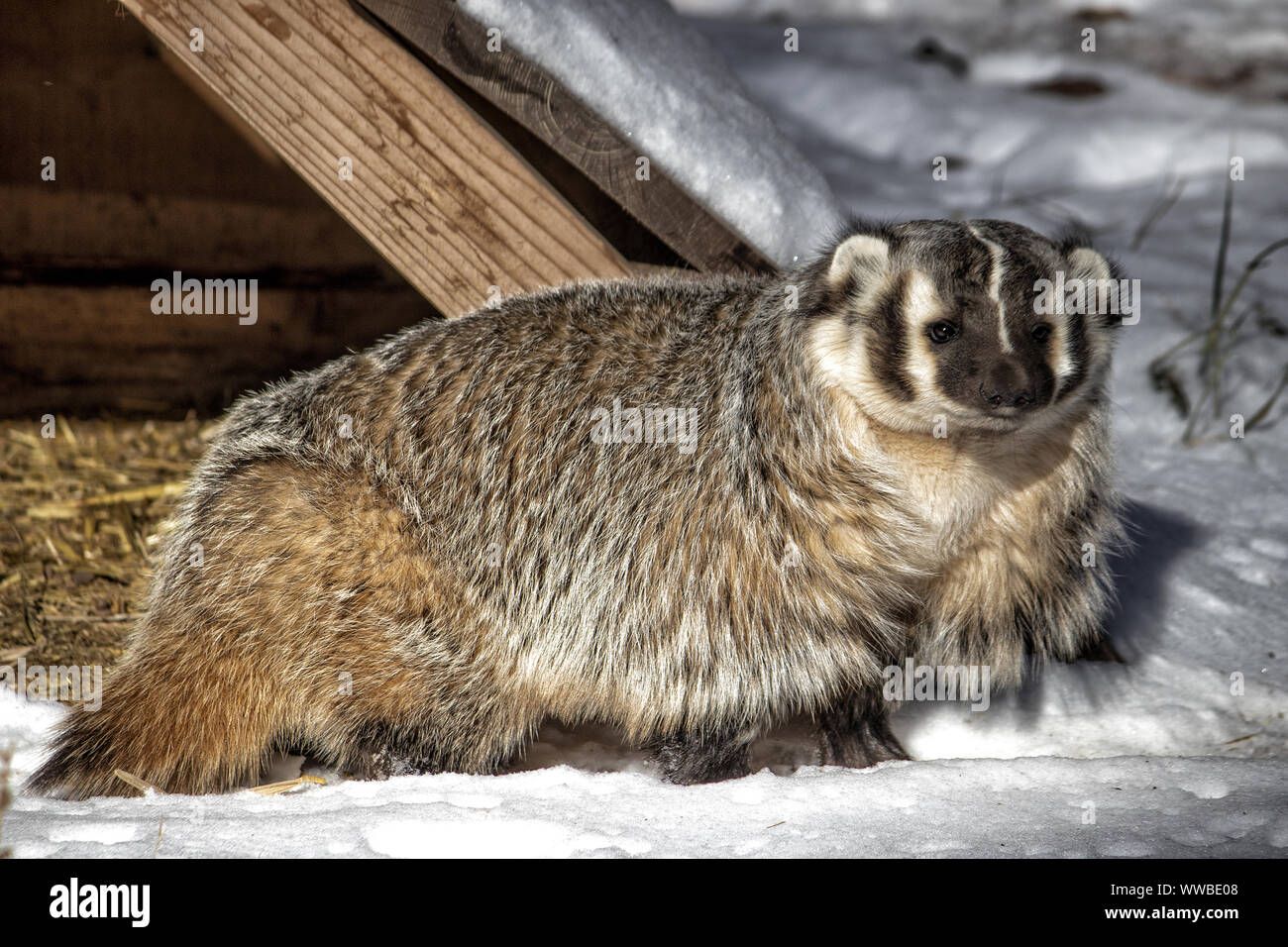 American Badger. Full body closeup of badger in snow Stock Photo - Alamy