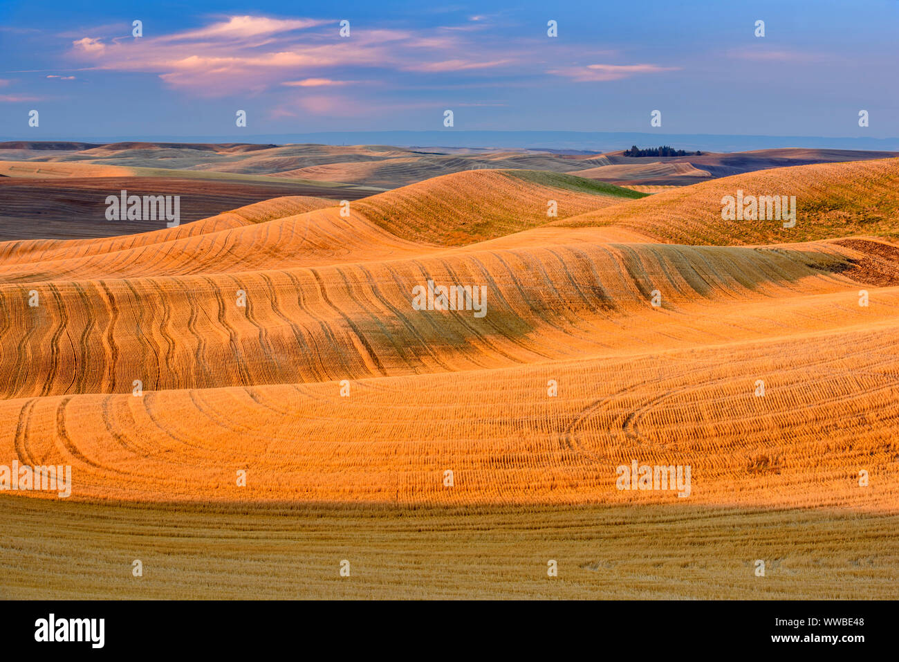 Farmland in late summer, Hwy 272 between Colfax and Palouse, Washington ...