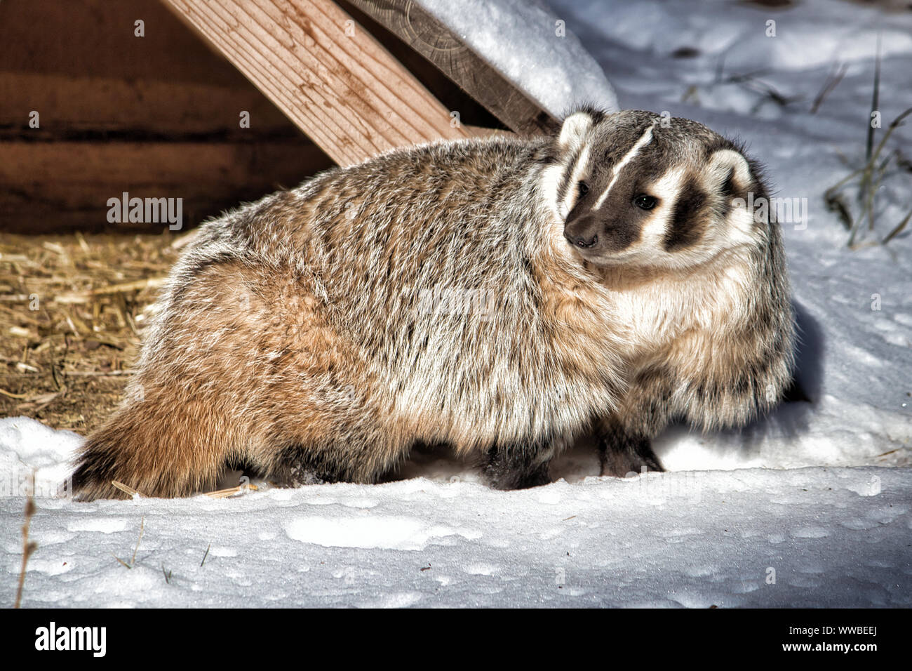 American badger in snow hi-res stock photography and images - Alamy