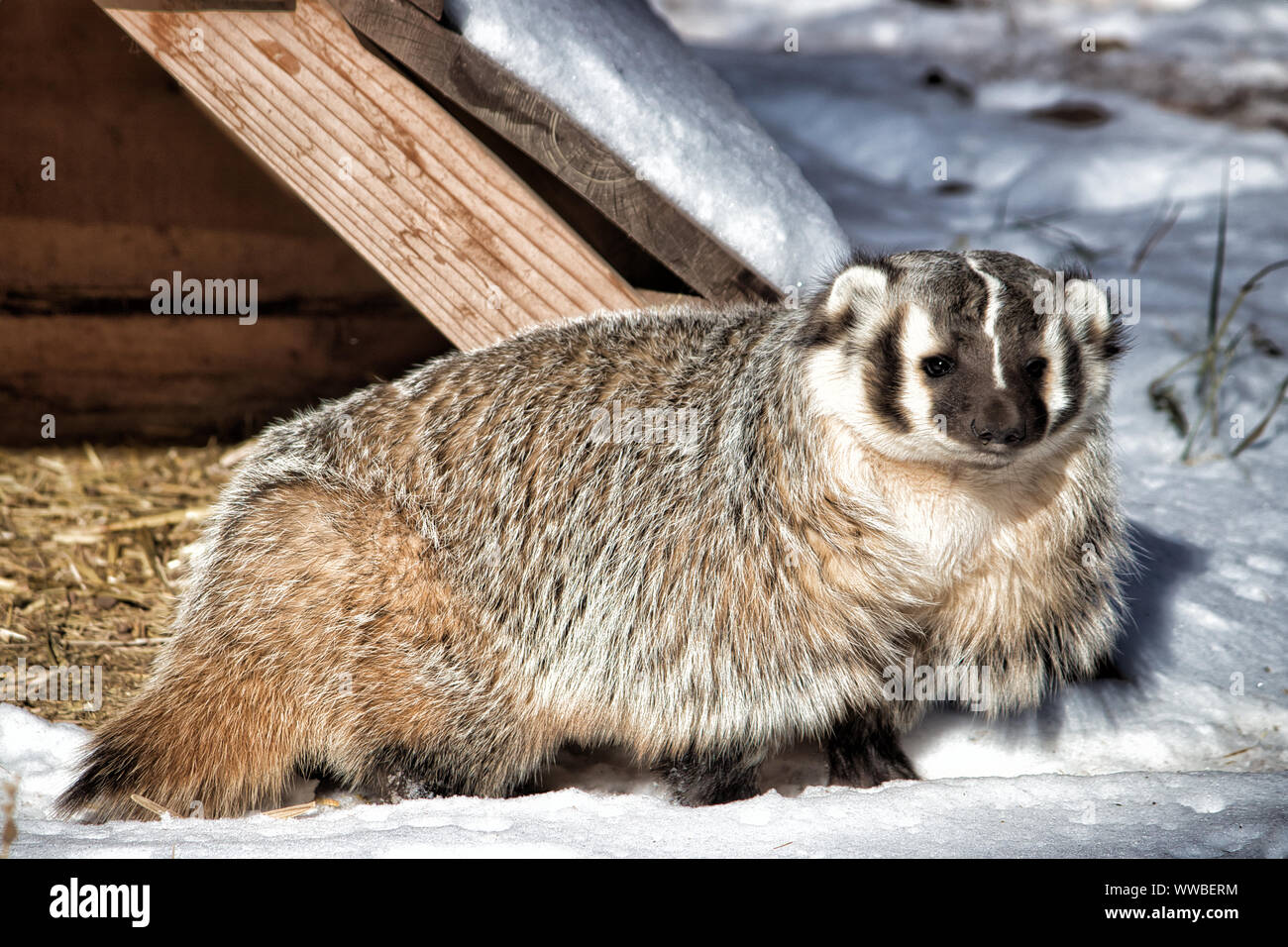 American badger in snow hi-res stock photography and images - Alamy