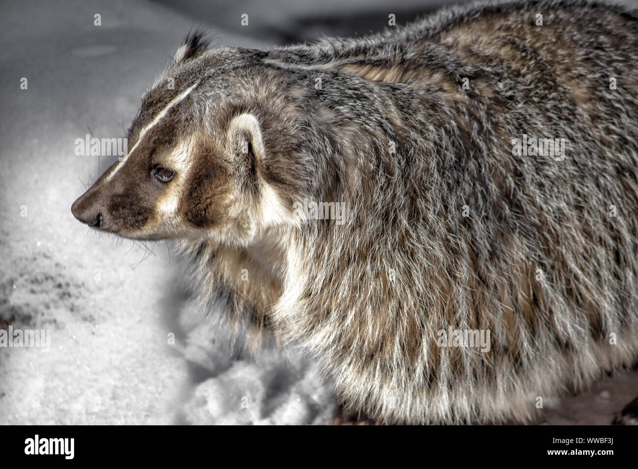 American badger in snow hi-res stock photography and images - Alamy