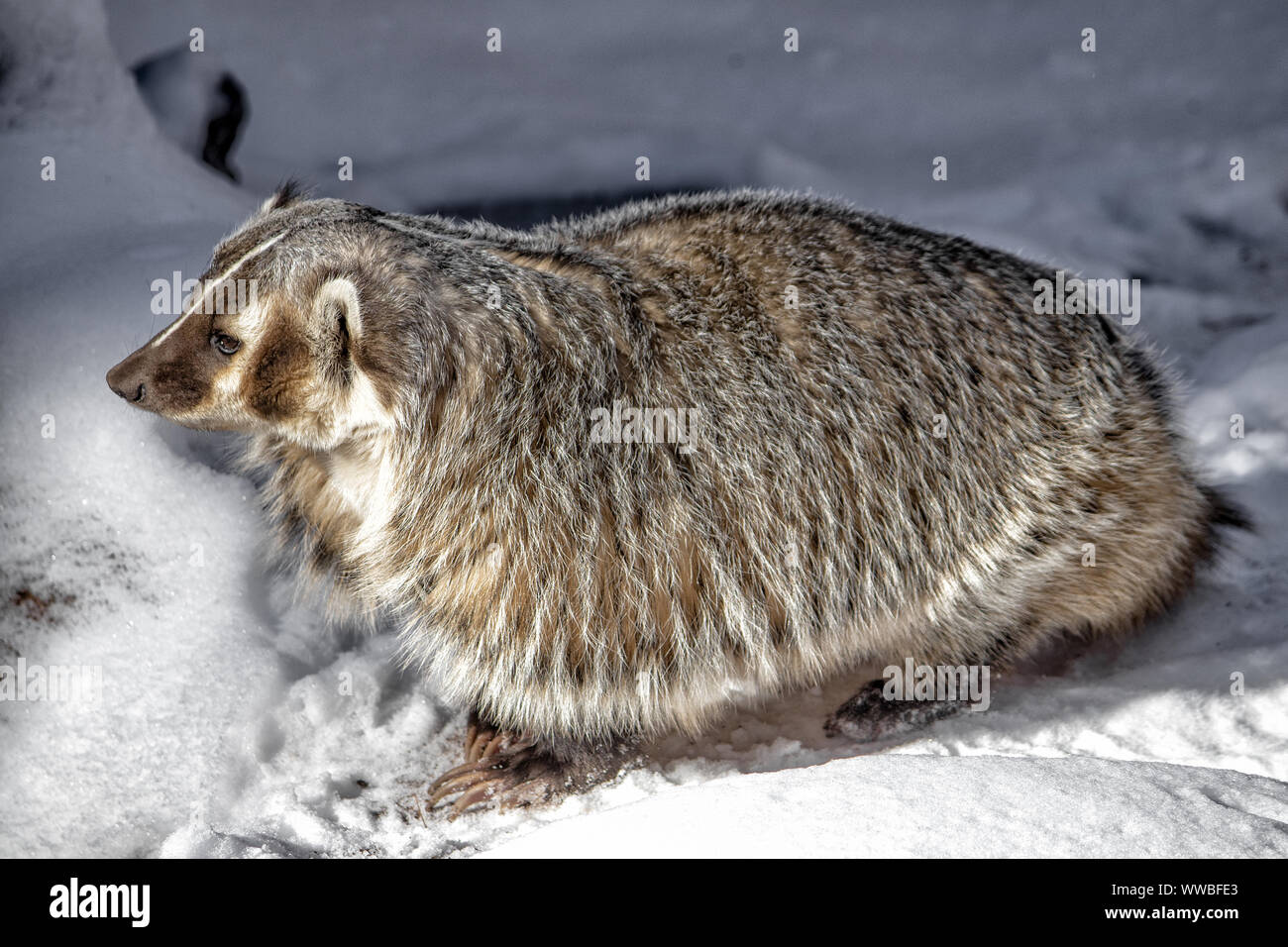 American Badger. Closeup of side and face of badger in snow looking ...