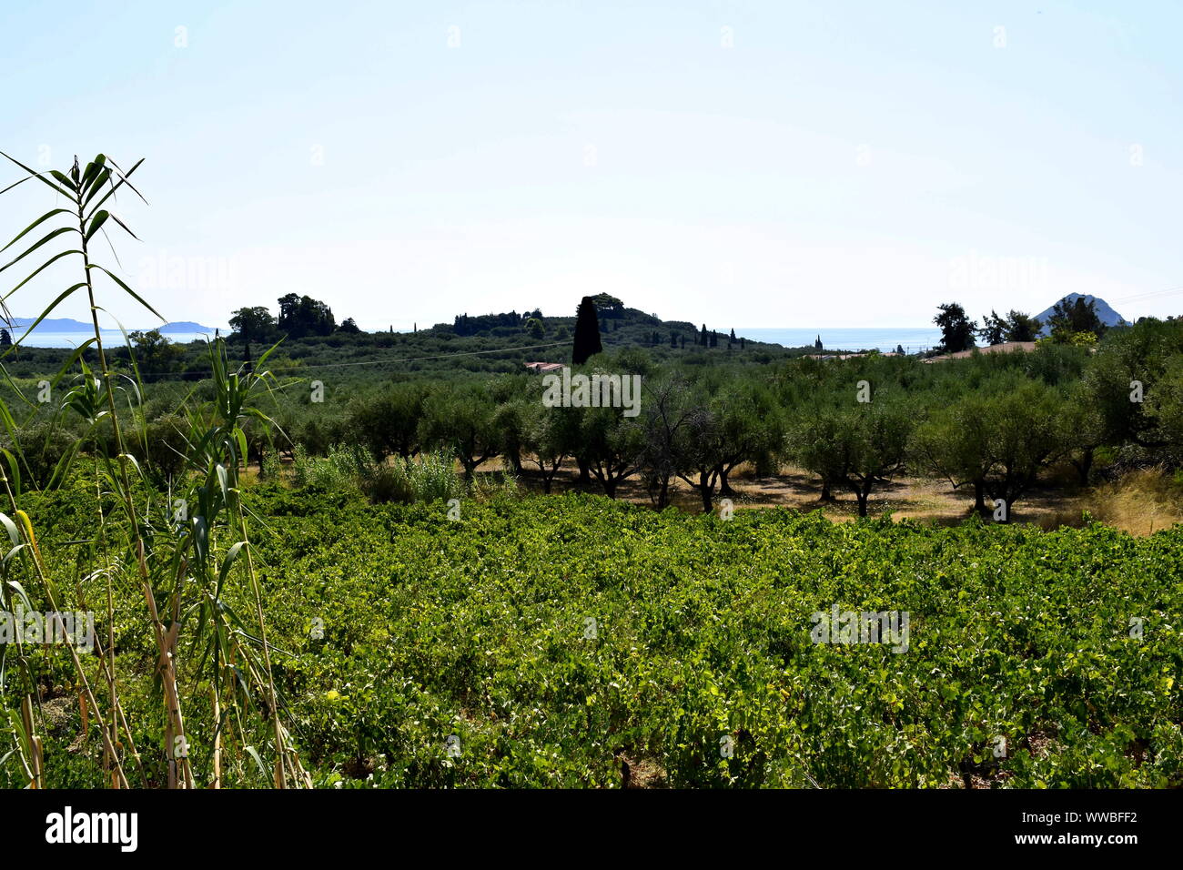 forest, sea-view, landscape, Zakynthos, island, Greece Stock Photo - Alamy