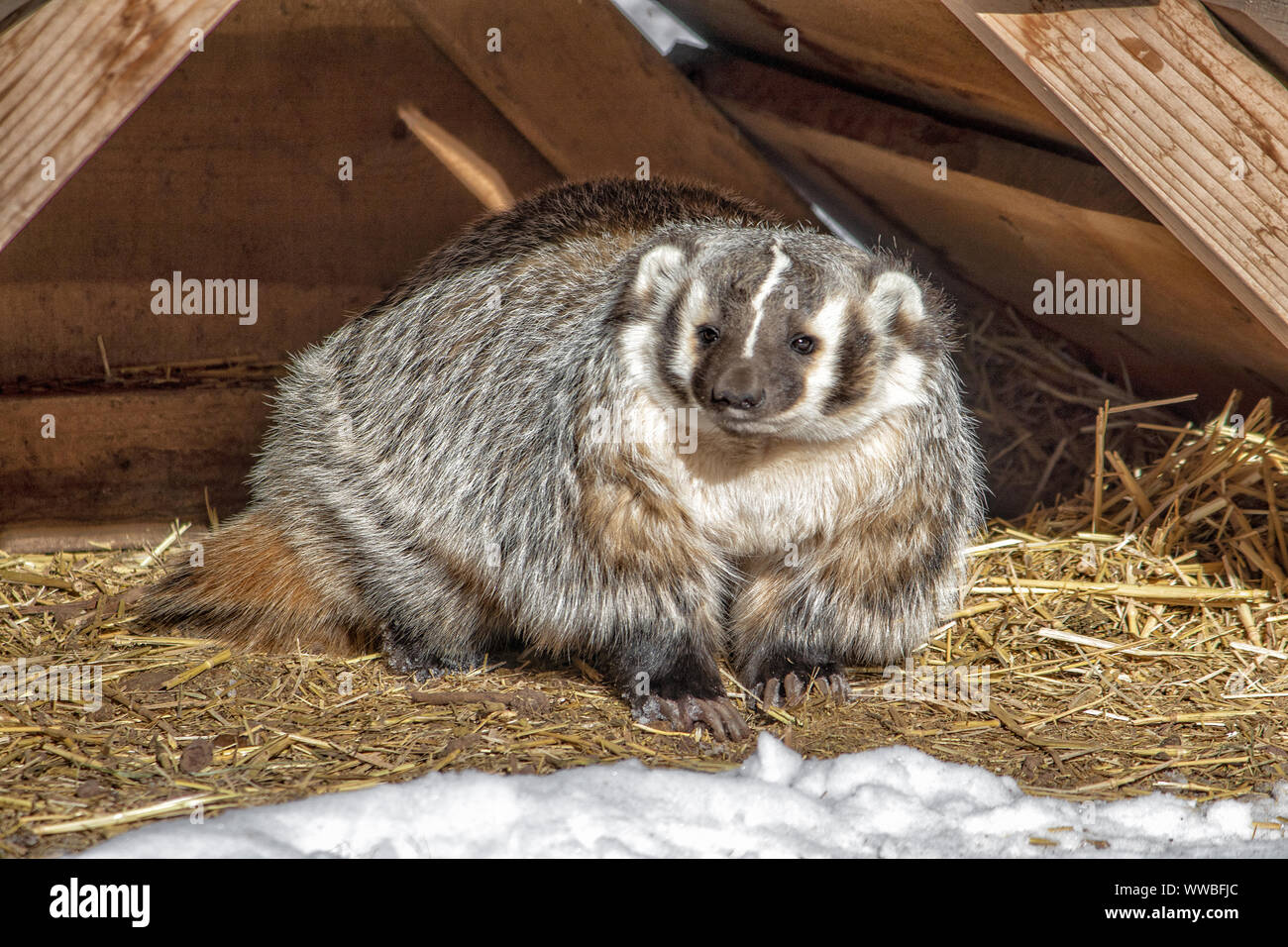 American badger in snow hi-res stock photography and images - Alamy
