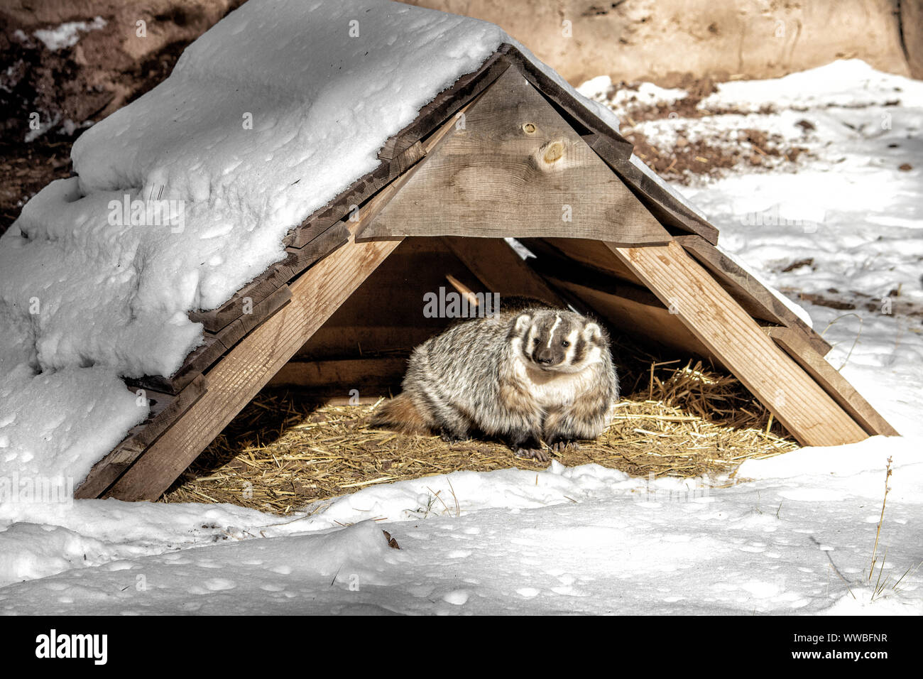 American Badger. Badger in wood shelter surrounded by snow Stock Photo ...