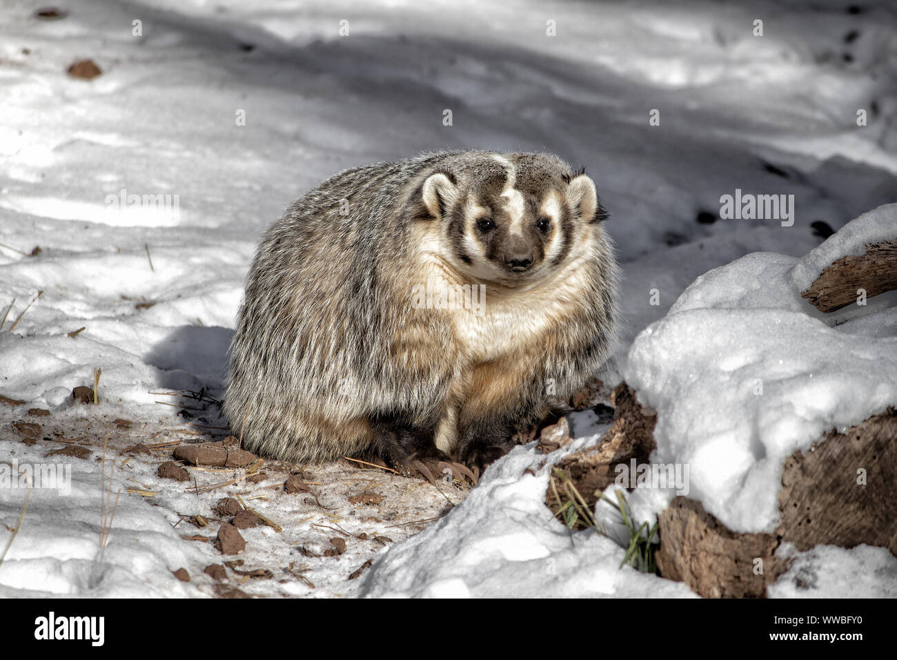 Badger sitting hi-res stock photography and images - Alamy